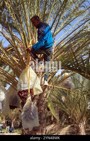 Date forest at Souk Al -Ahad 15 km from Kebili... The sixth session of ...