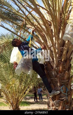 Date forest at Souk Al -Ahad 15 km from Kebili... The sixth session of ...