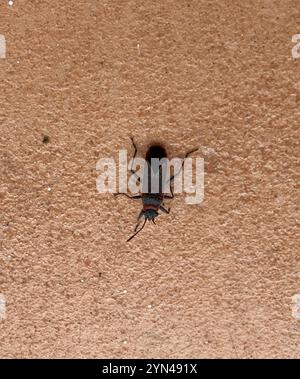 Swan plant seed bug (Arocatus rusticus Stock Photo - Alamy