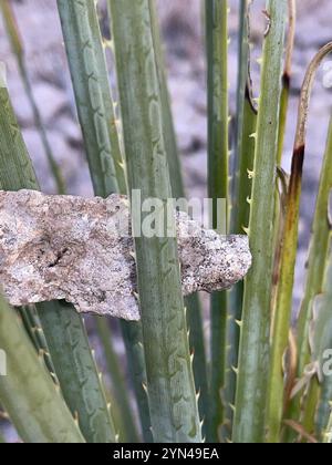 Wheeler sotol (Dasylirion wheeleri Stock Photo - Alamy