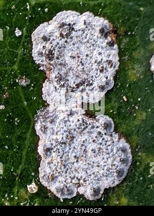 Green Leaf Spots (Strigula smaragdula Stock Photo - Alamy