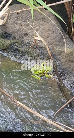 Southern Bell Frog (Ranoidea raniformis) Amphibia Stock Photo - Alamy