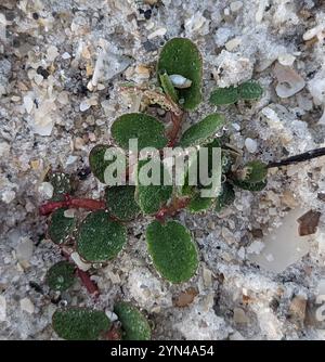 limestone sandmat (Euphorbia blodgettii Stock Photo - Alamy
