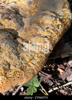 oak bracket (Pseudoinonotus dryadeus Stock Photo - Alamy