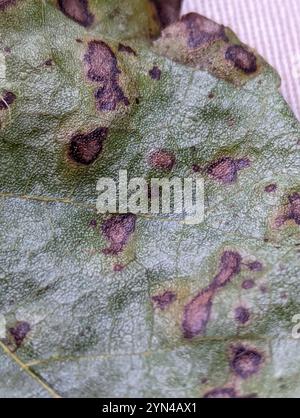 Mulberry Leaf Spot (Cercospora moricola) Fungi Stock Photo - Alamy
