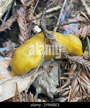 Slender Banana Slug (Ariolimax dolichophallus), Mollusca, Byrne ...