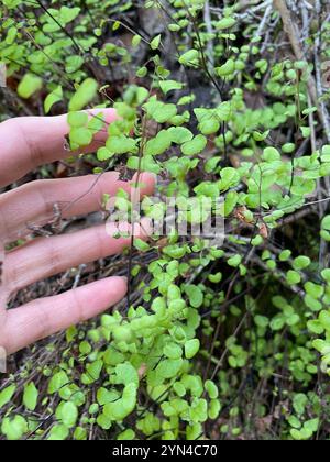 California Maidenhair Fern (Adiantum jordanii Stock Photo - Alamy