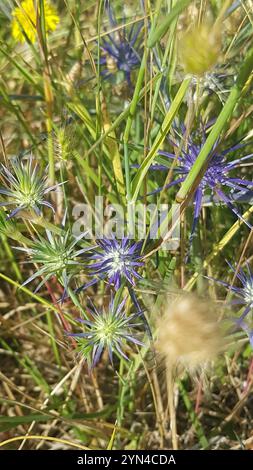blue devil (Eryngium ovinum Stock Photo - Alamy