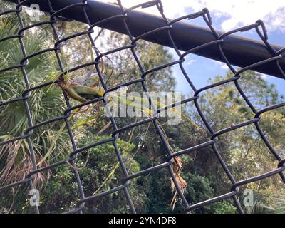 Balbis' airplant (Tillandsia balbisiana Stock Photo - Alamy