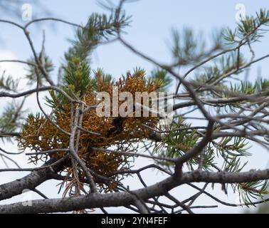 Pinyon dwarf mistletoe (Arceuthobium divaricatum) from Grand Canyon ...
