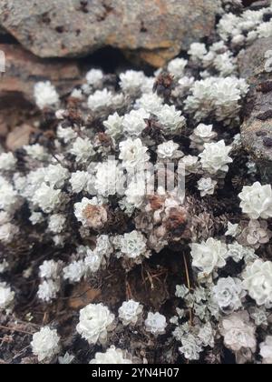 South Island Edelweiss (Leucogenes grandiceps), Plantae, Fiordland, NZ ...