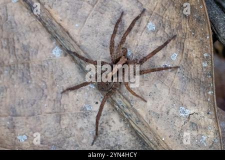 Brush-legged Spiders (Schizocosa Stock Photo - Alamy