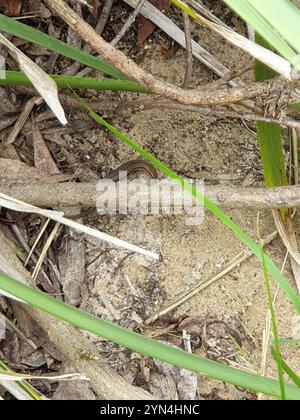 Pale-flecked Garden Sunskink (Lampropholis guichenoti) Reptilia Stock ...