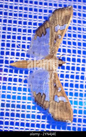 Mung Bean Moth (Maruca vitrata Stock Photo - Alamy