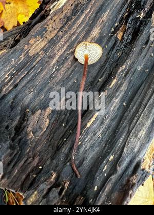 Hairy Long Stem Marasmius (Rhizomarasmius pyrrhocephalus) Fungi Stock ...