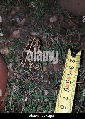Western Leopard Toad (Sclerophrys pantherina), Amphibia, Lakeside, Cape ...
