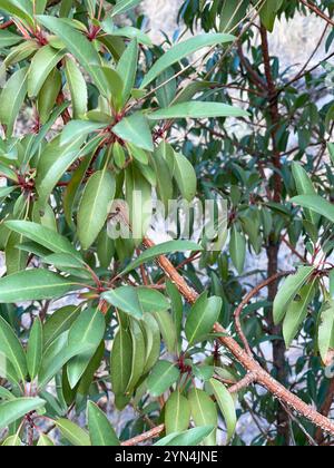 Arizona madrone (Arbutus arizonica Stock Photo - Alamy