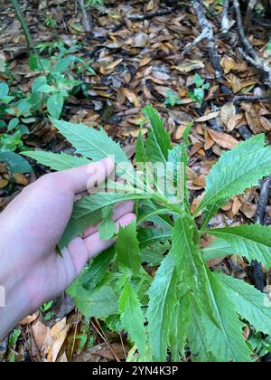American burnweed (Erechtites hieraciifolius Stock Photo - Alamy