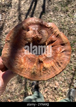 golden reishi (Ganoderma curtisii Stock Photo - Alamy