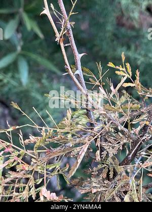 Catclaw Mimosa (Mimosa biuncifera Stock Photo - Alamy