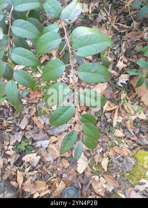 mountain doghobble (Leucothoe fontanesiana Stock Photo - Alamy