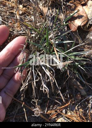 Pineland Silkgrass (Pityopsis aspera Stock Photo - Alamy