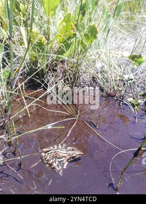 Banded Stream Frog (Strongylopus bonaespei Stock Photo - Alamy