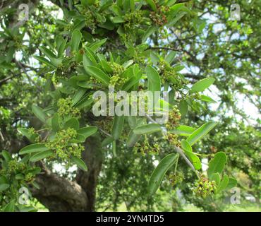 anthill saffron (Elaeodendron transvaalense Stock Photo - Alamy
