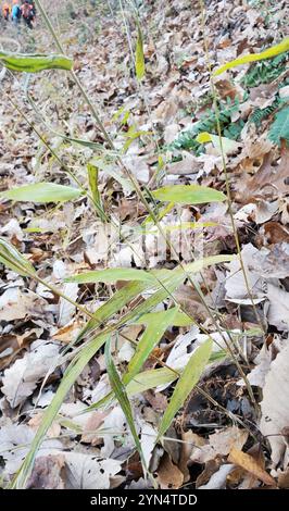 Long-awned Wood Grass (Brachyelytrum erectum), Plantae, Fox Chase, KY ...