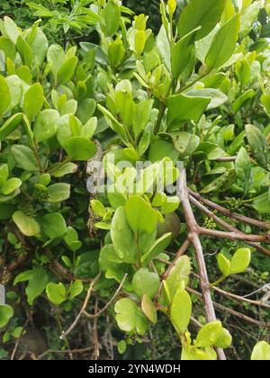 Green mistletoe (Ileostylus micranthus Stock Photo - Alamy