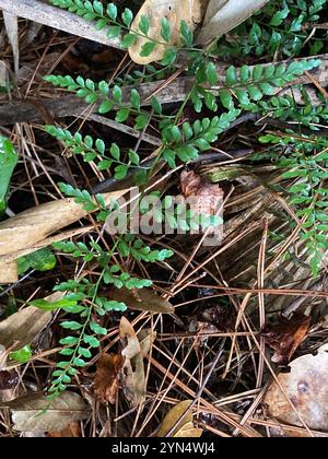 Pine fern (Anemia adiantifolia Stock Photo - Alamy