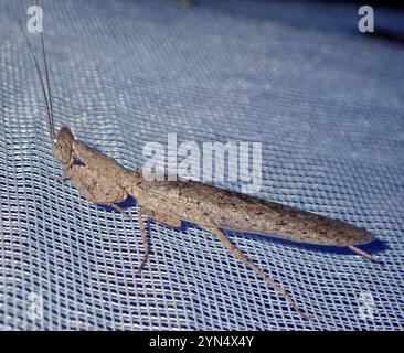 Bark Mantises (Tarachodes Stock Photo - Alamy
