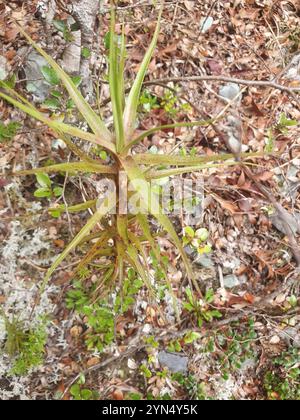 Inaka (Dracophyllum longifolium Stock Photo - Alamy