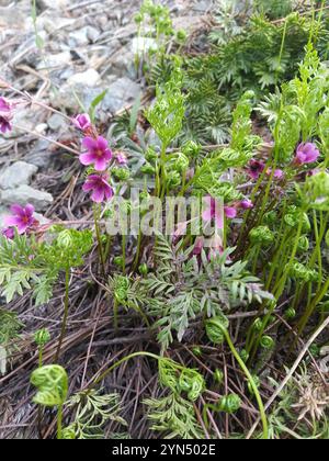 snow dwarf primrose (Androsace nivalis Stock Photo - Alamy