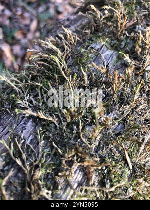fan moss (Forsstroemia trichomitria Stock Photo - Alamy