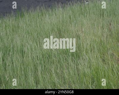 seashore dropseed (Sporobolus virginicus Stock Photo - Alamy