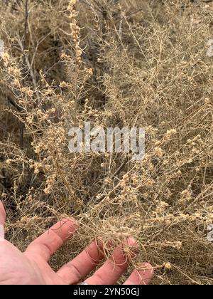 Singlewhorl Burrobrush (Ambrosia monogyra Stock Photo - Alamy