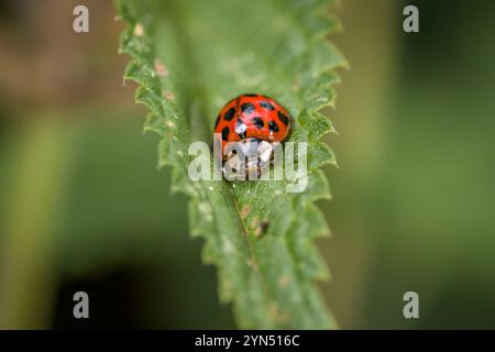 Ladybug sitting on a leave of a Stinging nettle in summer, Germany ...