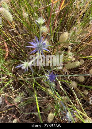 blue devil (Eryngium ovinum Stock Photo - Alamy