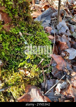 spoon-leaved moss (Bryoandersonia illecebra Stock Photo - Alamy