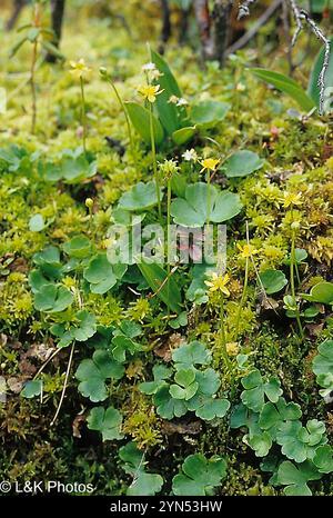 Lapland Buttercup (Ranunculus lapponicus Stock Photo - Alamy