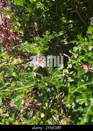 Yellow Bitter-apple (Solanum linnaeanum) Plantae Stock Photo - Alamy
