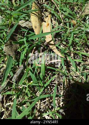 Weeping-grass (Microlaena stipoides Stock Photo - Alamy