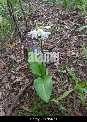 Brisbane Lily (Proiphys cunninghamii Stock Photo - Alamy