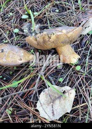 Poor Man's Slippery Jack (Suillus fuscotomentosus Stock Photo - Alamy