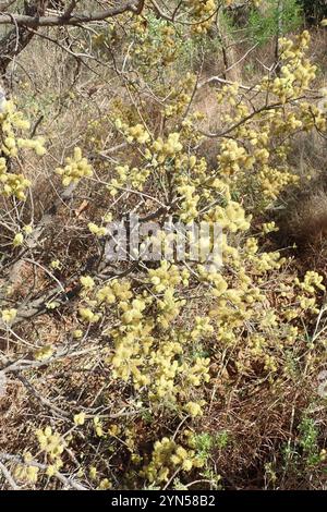 Velvet Bushwillow (Combretum molle Stock Photo - Alamy