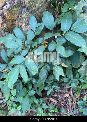 Manila Leea (Leea guineensis Stock Photo - Alamy