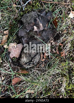 Many-rooted Earthball (Scleroderma polyrhizum Stock Photo - Alamy