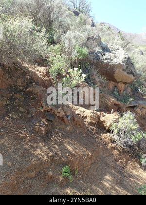 Olifants Brightfig (Lampranthus watermeyeri Stock Photo - Alamy