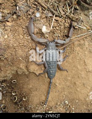 Rock Scorpions (Hadogenes Stock Photo - Alamy